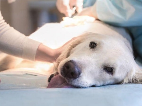 Calendario Castraciones Septiembre Oficina De Bienestar Animal ...